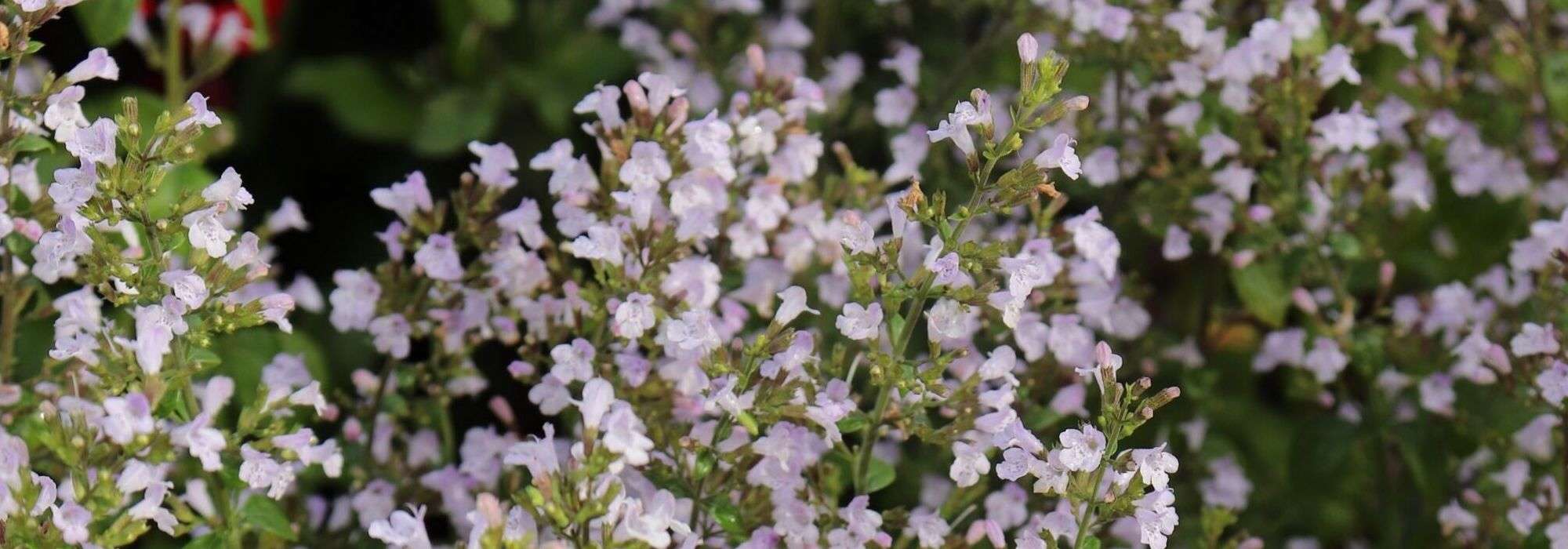 Calaminta, Calamintha: plantar, cuidar, recolectar - Nuestros consejos