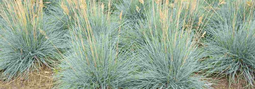 Festuca: plantación, cuidados - Promesse de Fleurs