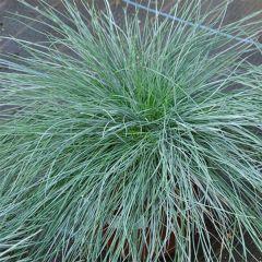 Festuca: plantación, cuidados - Promesse de Fleurs
